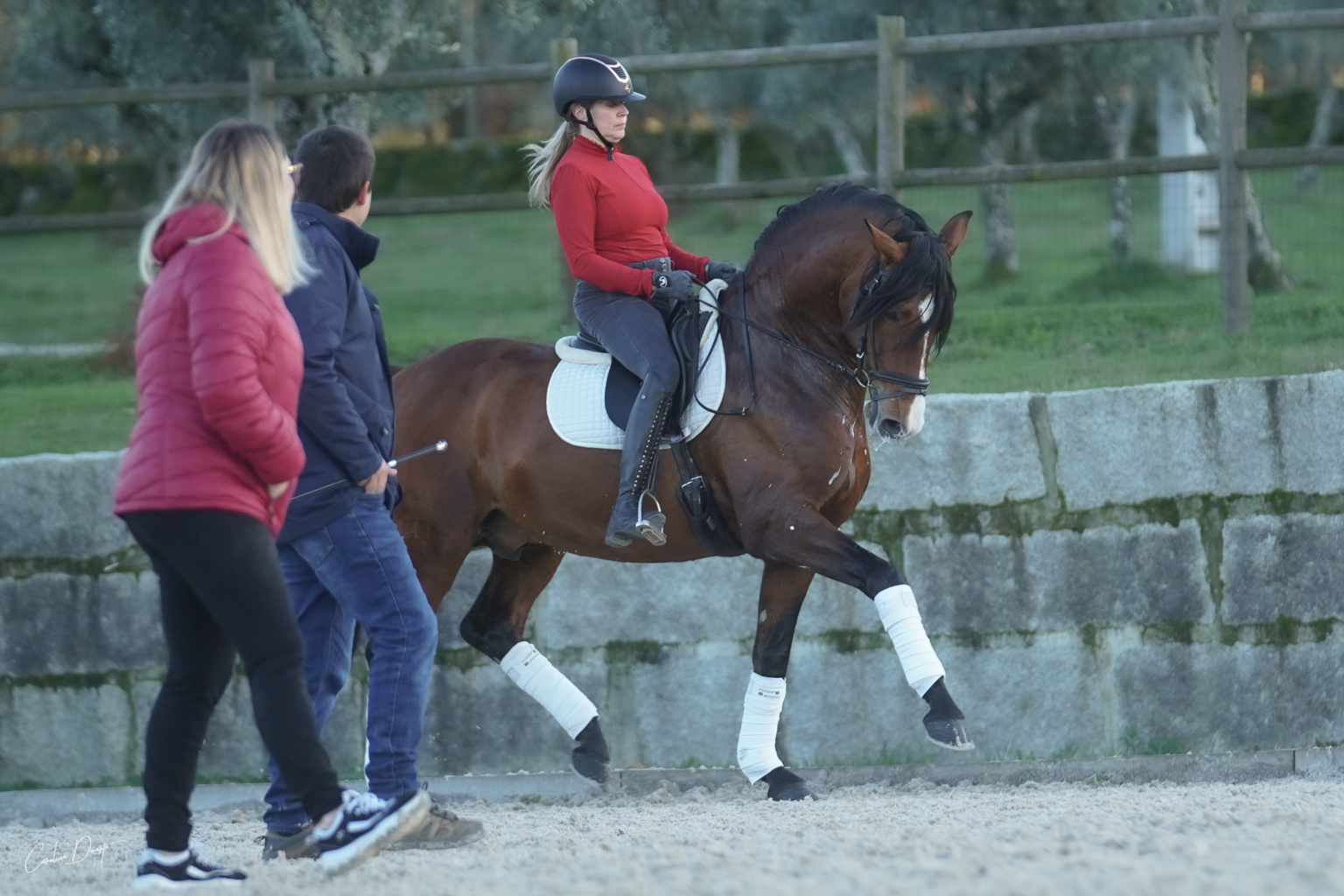 Global Horse Promotion – EHS Communications